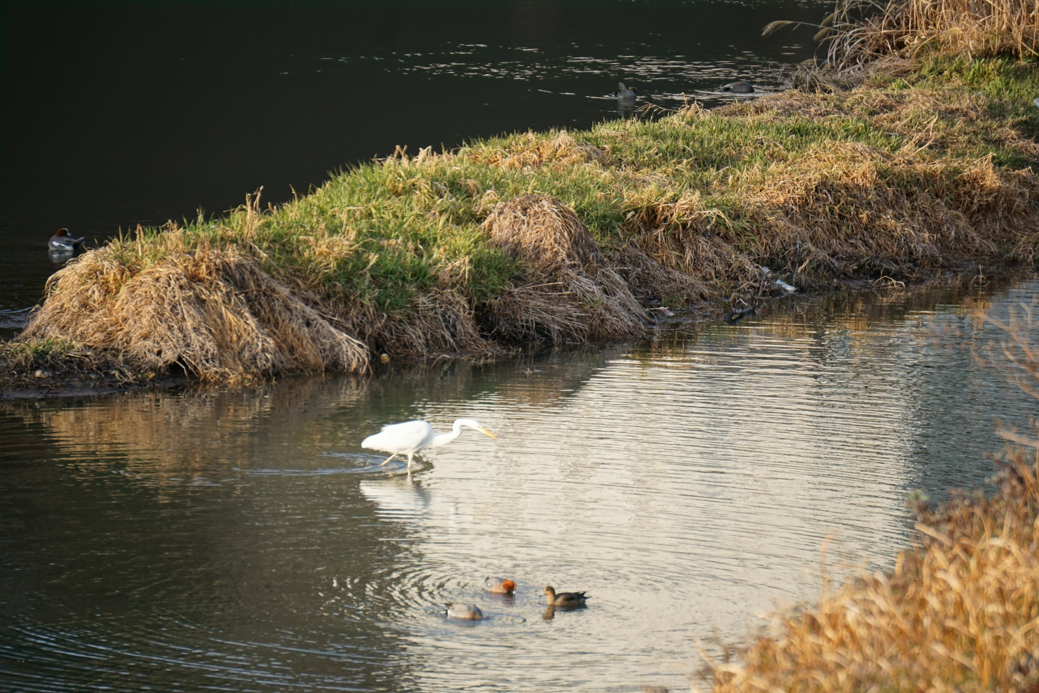 Waterfowls at Gifu University and Toba River – LeafWindow