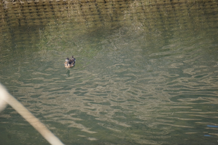 Wild Birds at Toba River – Iwasaki, Gifu City – March 4, 2023 – LeafWindow