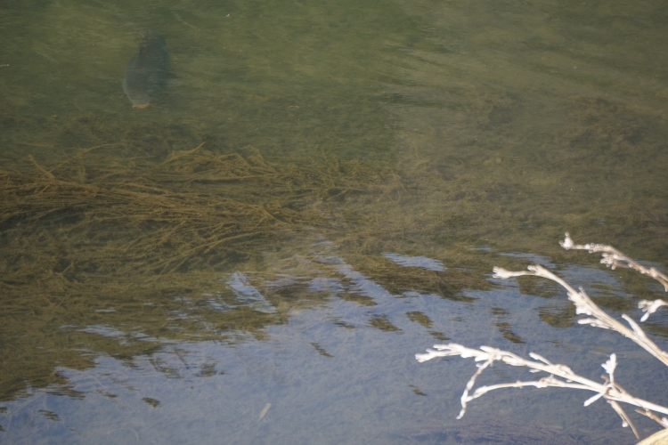 Wild Birds at Toba River – Iwasaki, Gifu City – March 4, 2023 – LeafWindow