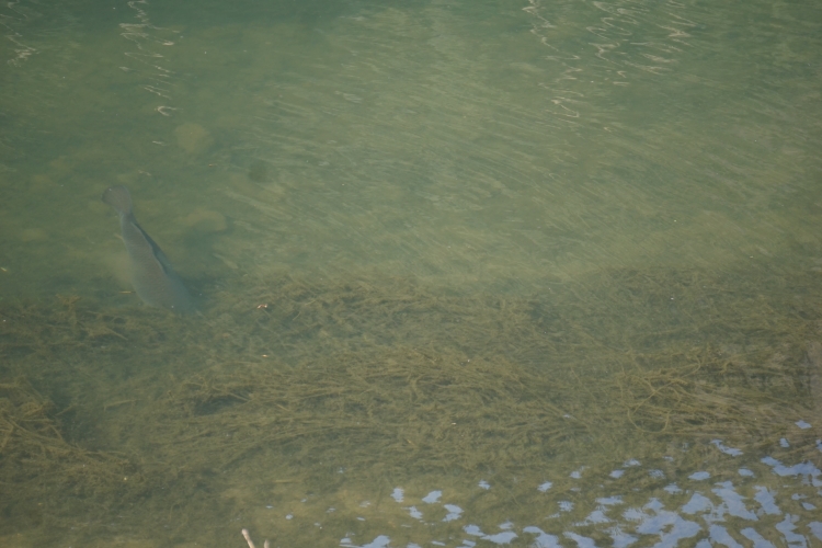 Wild Birds at Toba River – Iwasaki, Gifu City – March 4, 2023 – LeafWindow