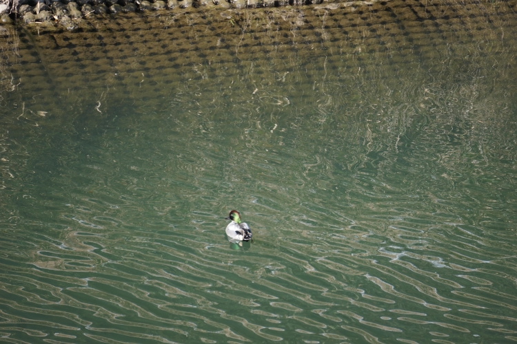 Wild Birds at Toba River – Iwasaki, Gifu City – March 4, 2023 – LeafWindow