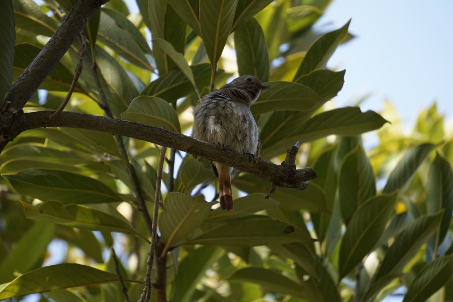 March 11,12, 2023 Birds in Nagara Park (east of Nagara High School) and ...