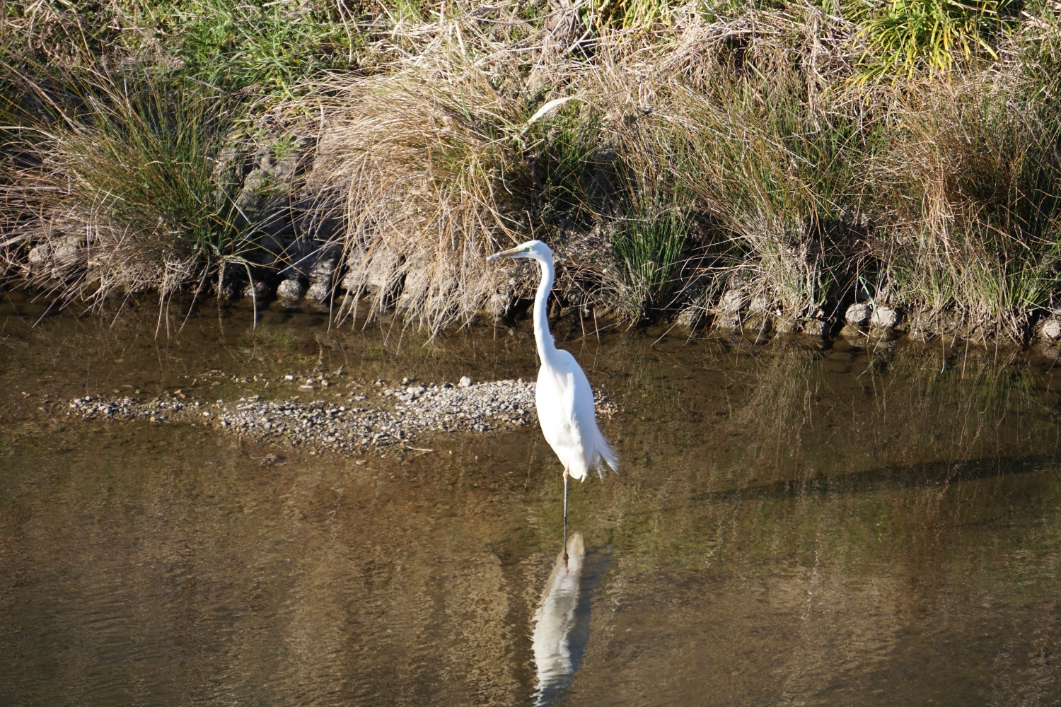 March 19, 2023 Wild Birds in Toba River and Uchi-koshi – LeafWindow