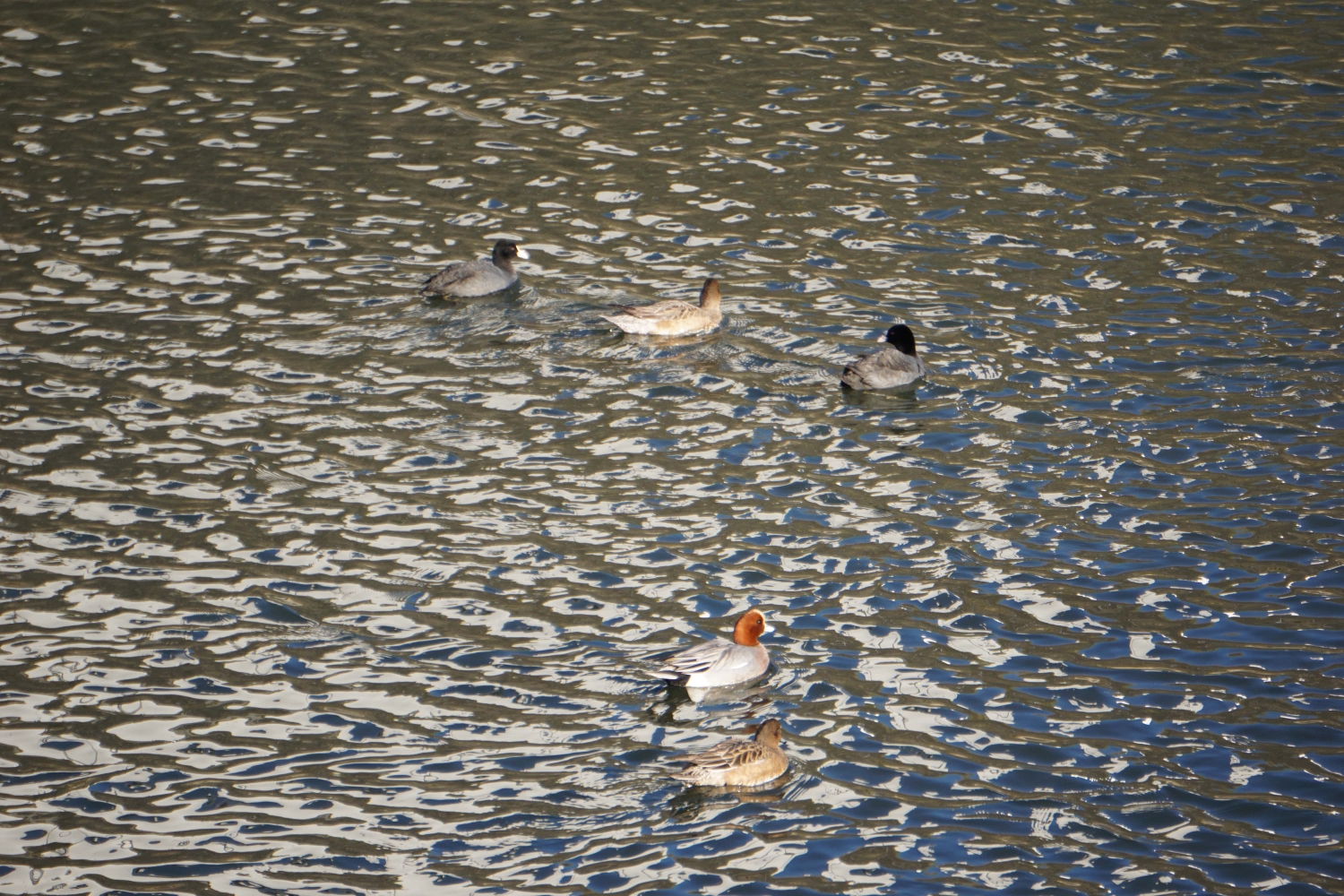 March 19, 2023 Wild Birds in Toba River and Uchi-koshi – LeafWindow