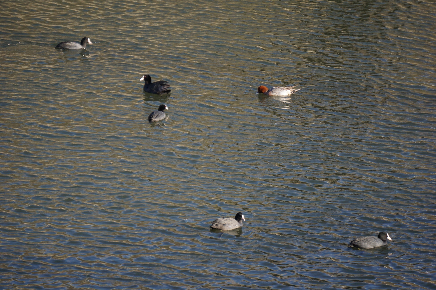 March 19, 2023 Wild Birds in Toba River and Uchi-koshi – LeafWindow