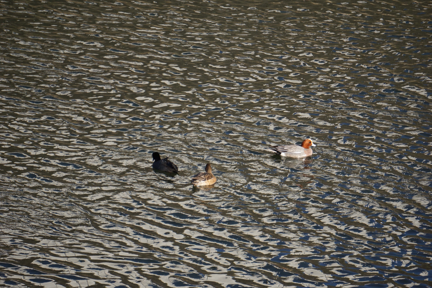 March 19, 2023 Wild Birds in Toba River and Uchi-koshi – LeafWindow