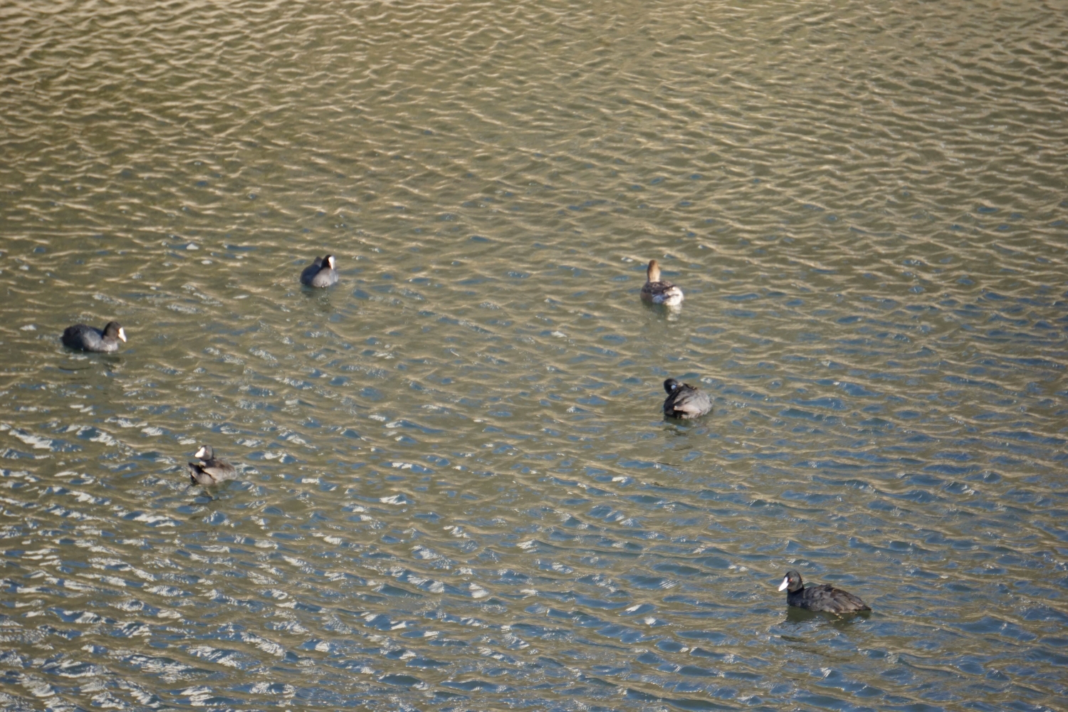 March 19, 2023 Wild Birds in Toba River and Uchi-koshi – LeafWindow