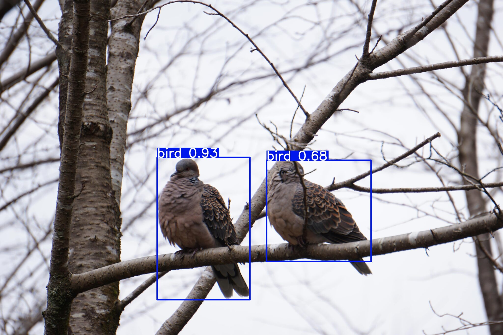 Running Ultralytics YOLOv8 on Ubuntu 22.04/WSL2 with GPGPU – LeafWindow